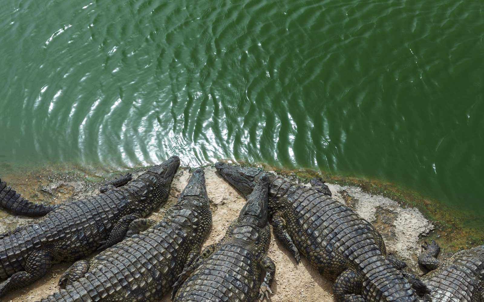 Croco Park Agadir With Free Transfer and Admission Tickets