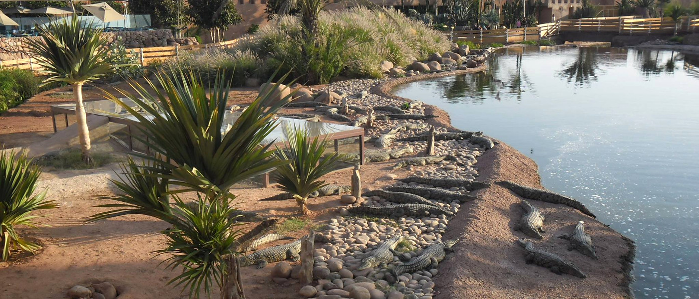 Croco Park Agadir With Free Transfer and Admission Tickets